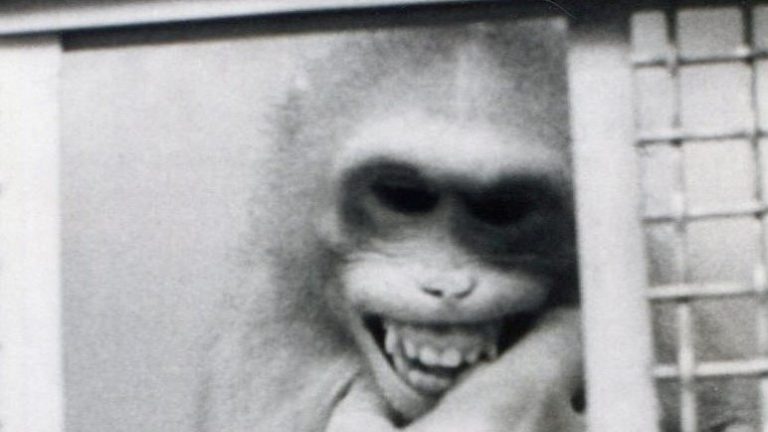 Germany experiments on more monkeys