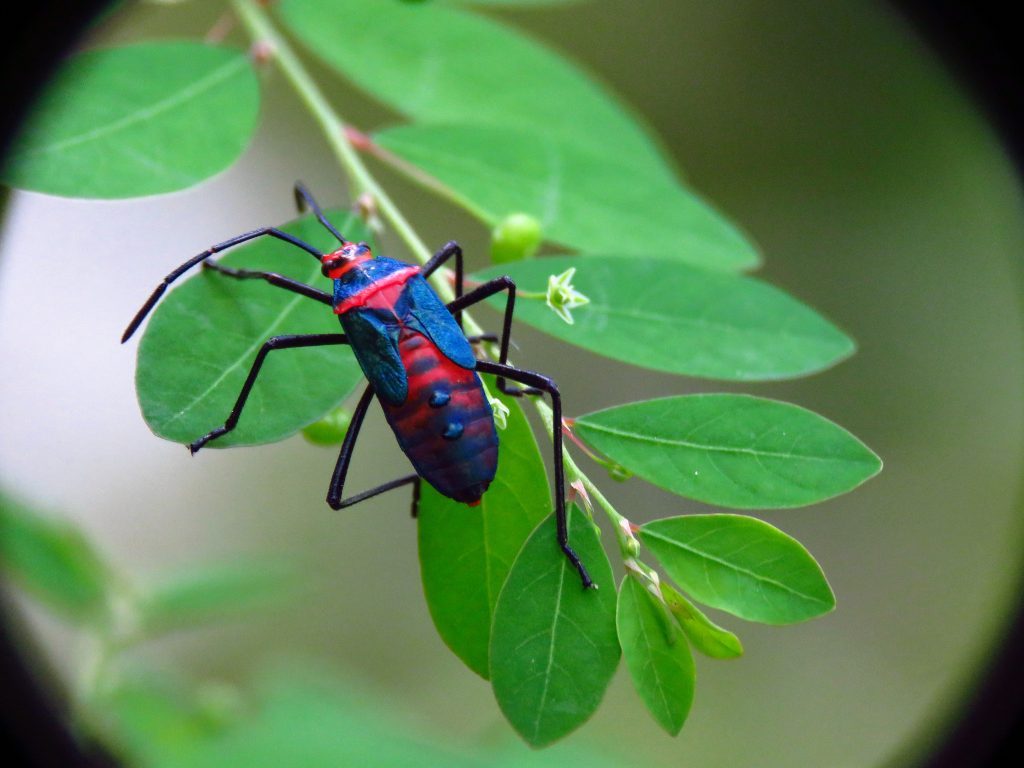 Why we need to save insects